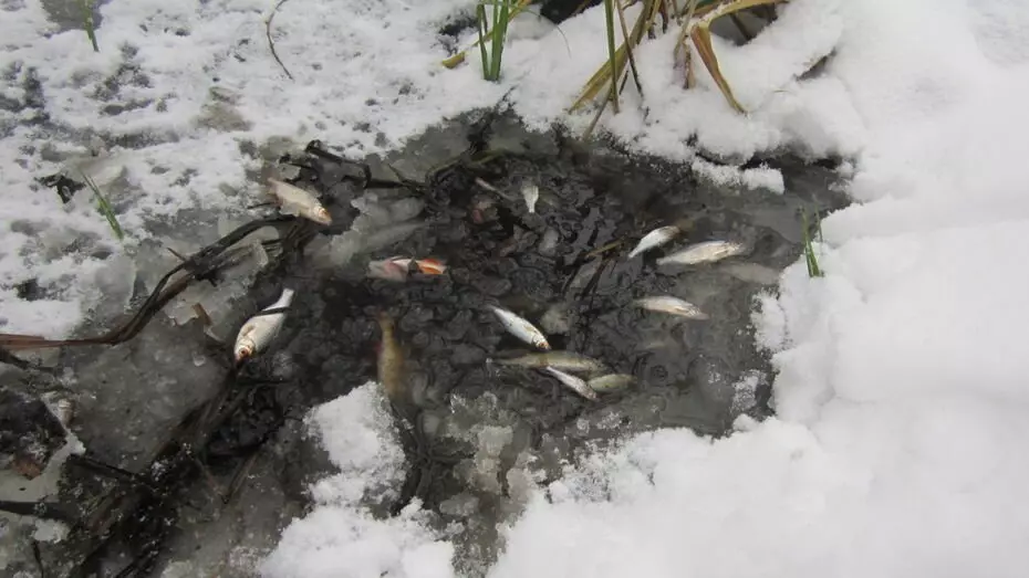 Masovne smrti ribe u Voronjež rezervi uzrokovan je ispuštanje otpadnih voda