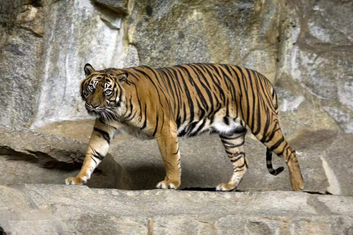 Due tigri ucciso il custode e scappati dallo zoo in Indonesia