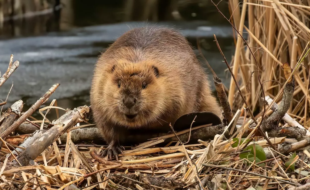 Beavers waarden ôfnommen fan it ynternet 900 minsken yn 'e Kanadeeske mienskip