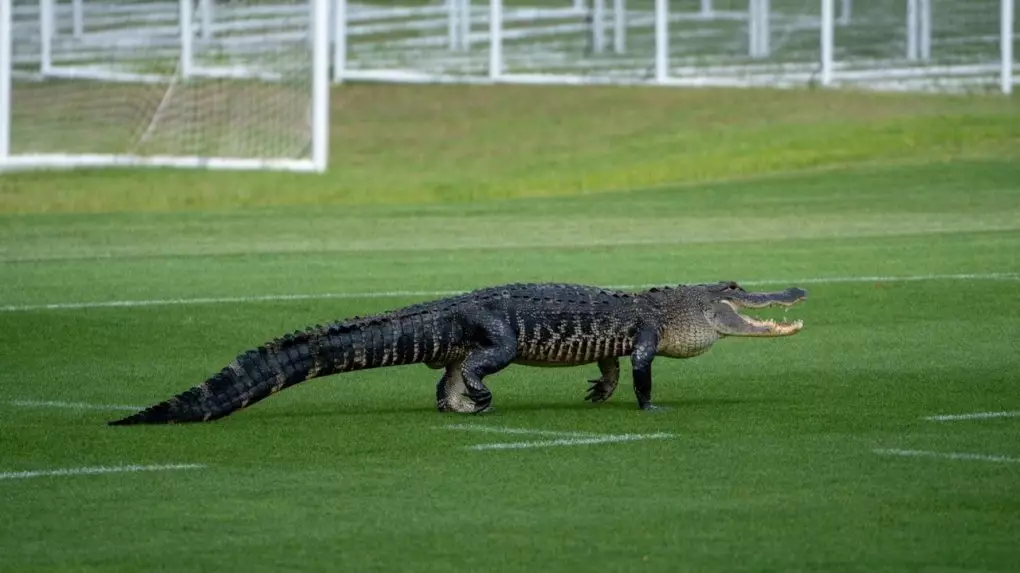 Milžiniškas aligatorius pasivaikščiokite per futbolo lauką mokymų metu: vaizdo įrašas