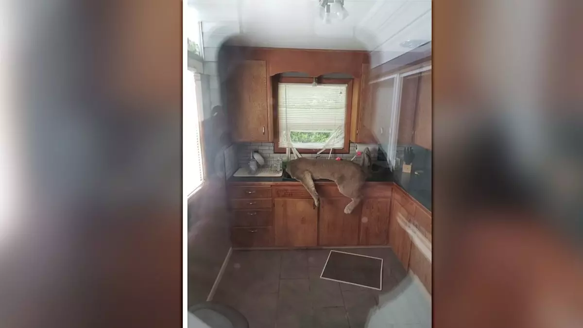 Пума навлезе во куќата на американската и изгубената свест во мијалникот