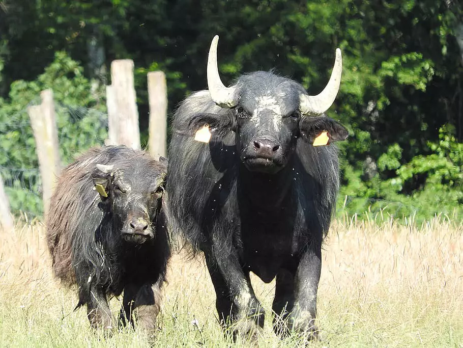 buffalo.jpg.