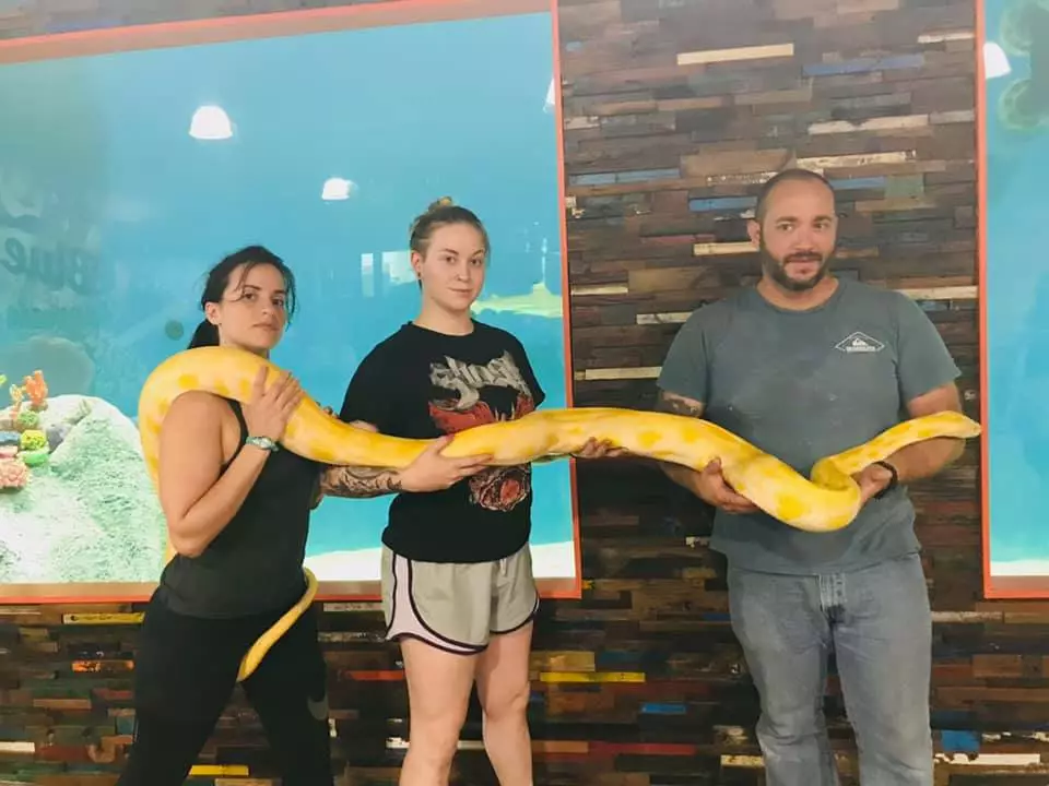 Trijų metrų Python surinkimas, kuris vyko prekybos centro sienose: vaizdo įrašai