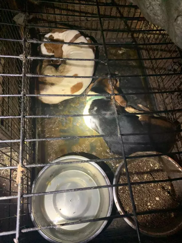 Rendőrség Florida letartóztatott állat Tormentors