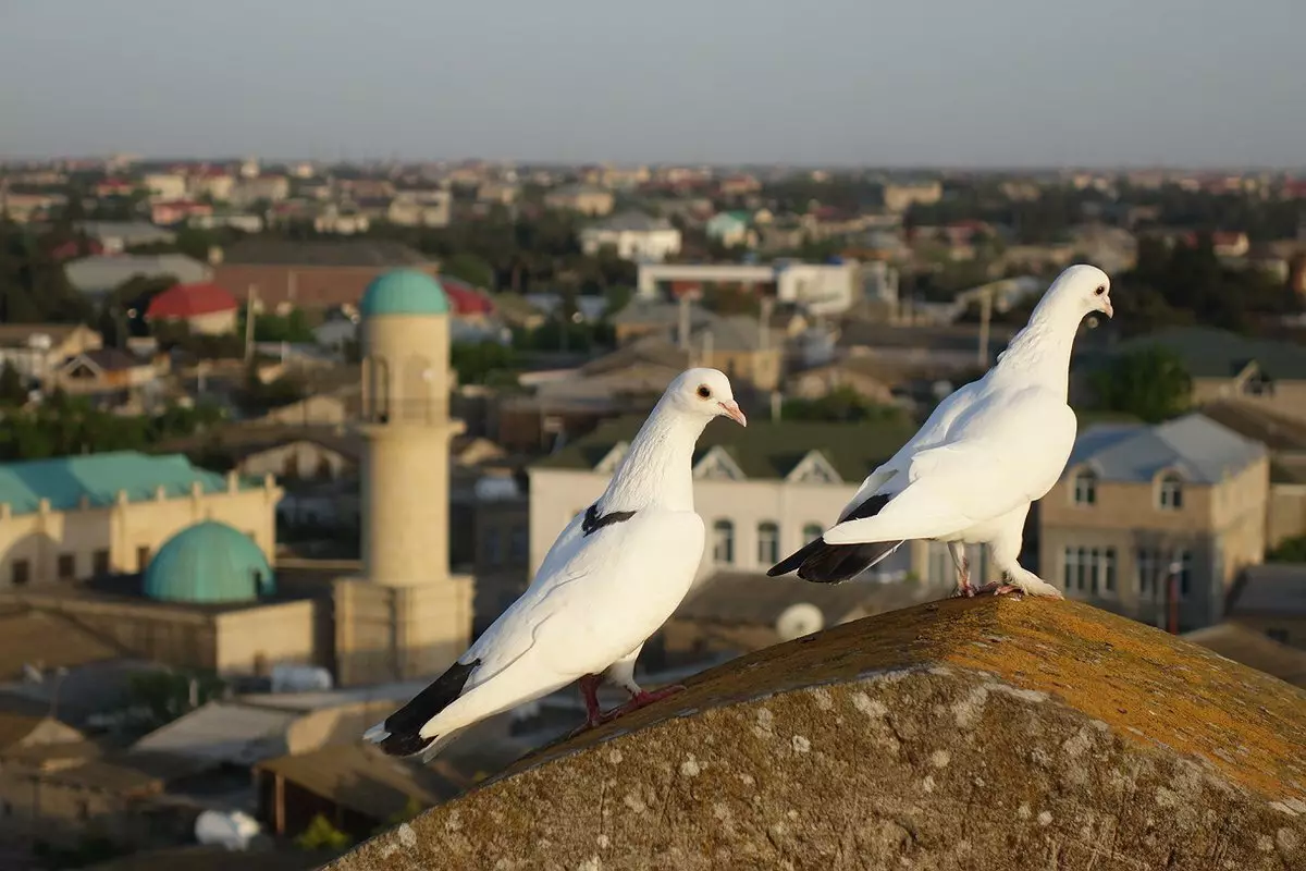 "Sampeyan bisa mbayangake malah lelungan sing berpengalaman." Kepiye fotografi ing Azerbaijan