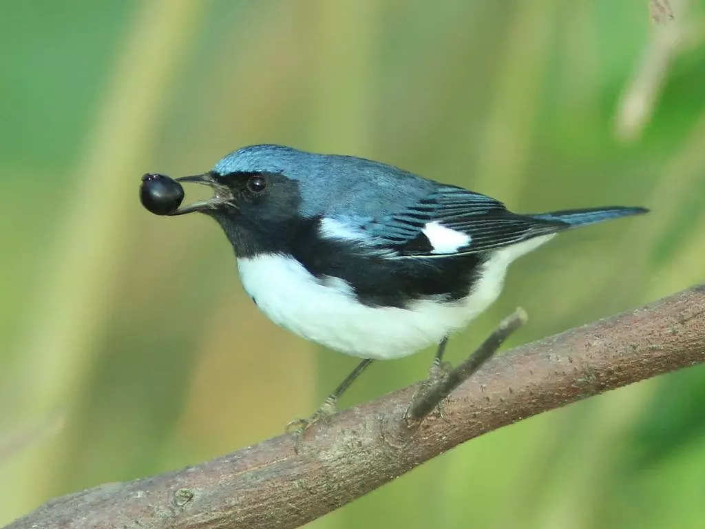 Na dan na deset godina: Počinje proljetne migracije ptica po završetku