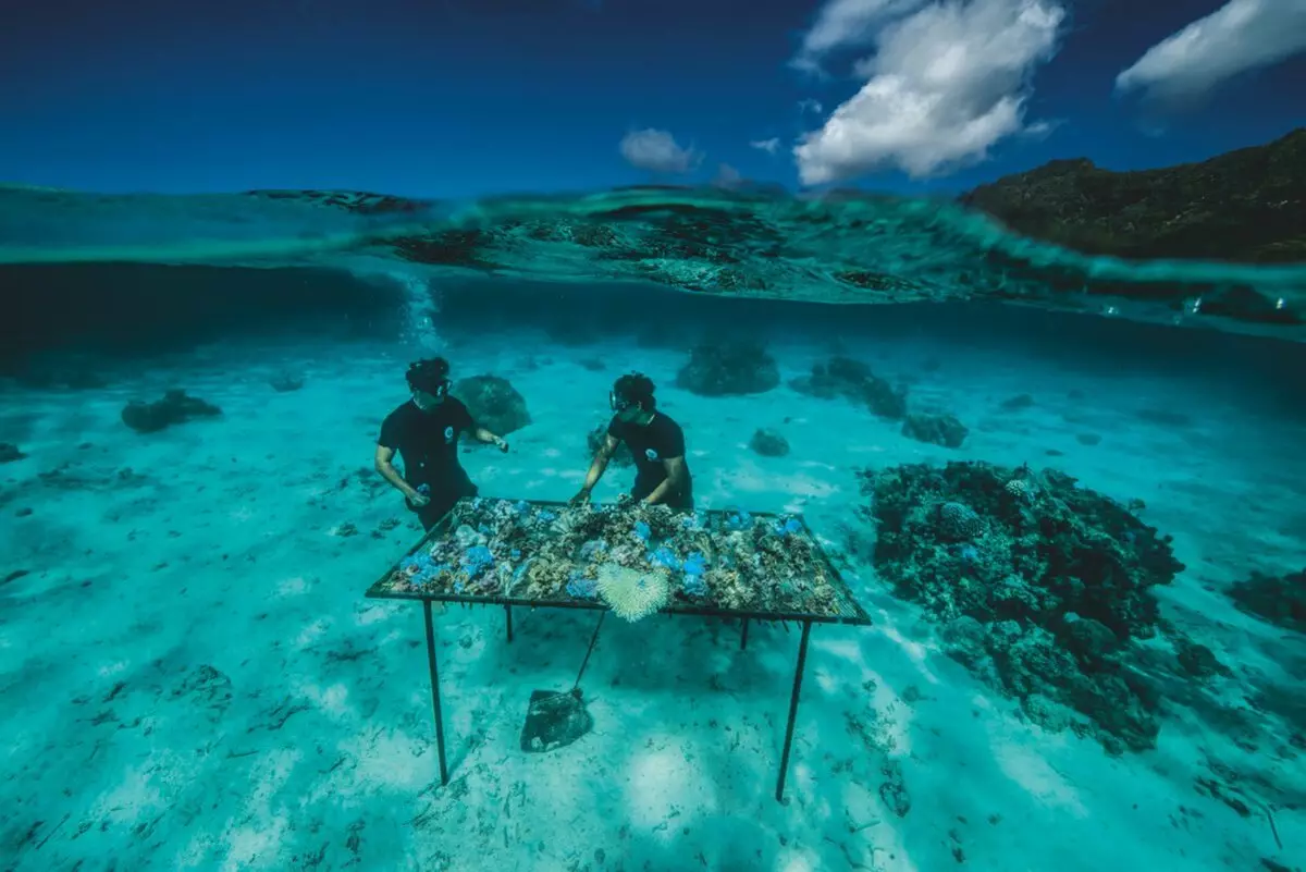 Coral փոխպատվաստում. Ինչպես են առագաստները տալիս նոր կյանք