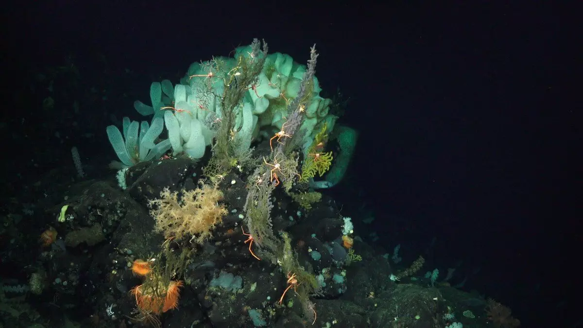 Forskare bedömde påverkan av klimatförändringar i djupet av havet