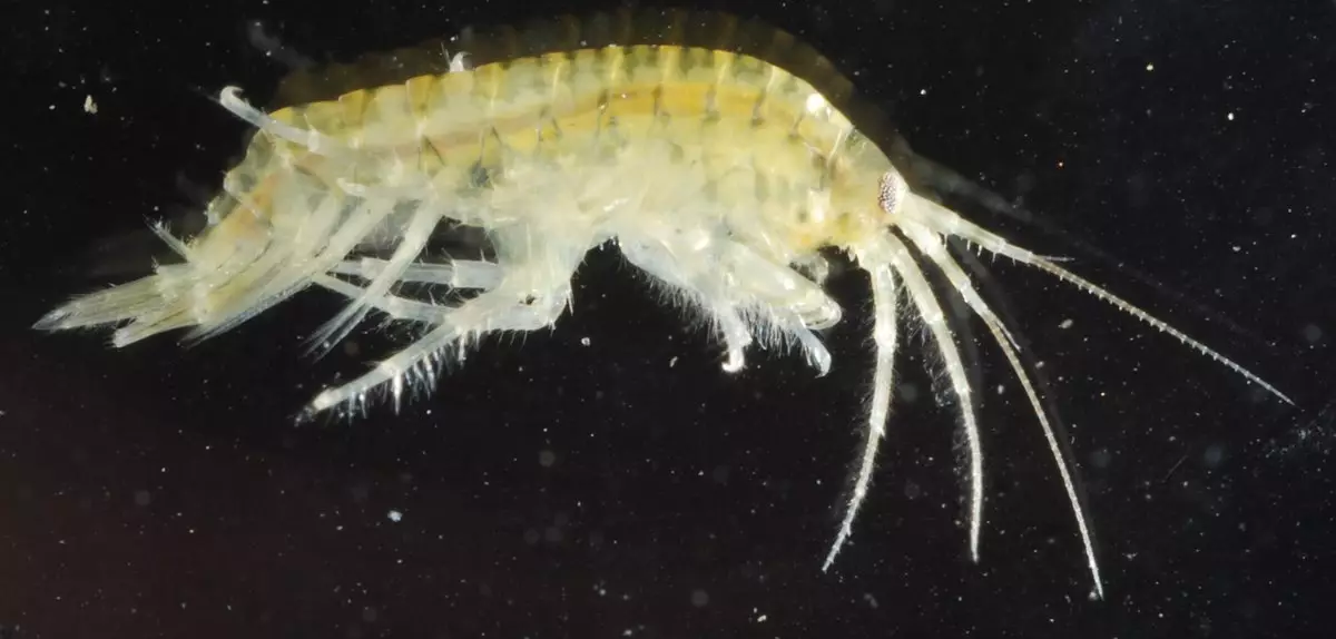 微薄的甲壳类动物能够分开微塑料