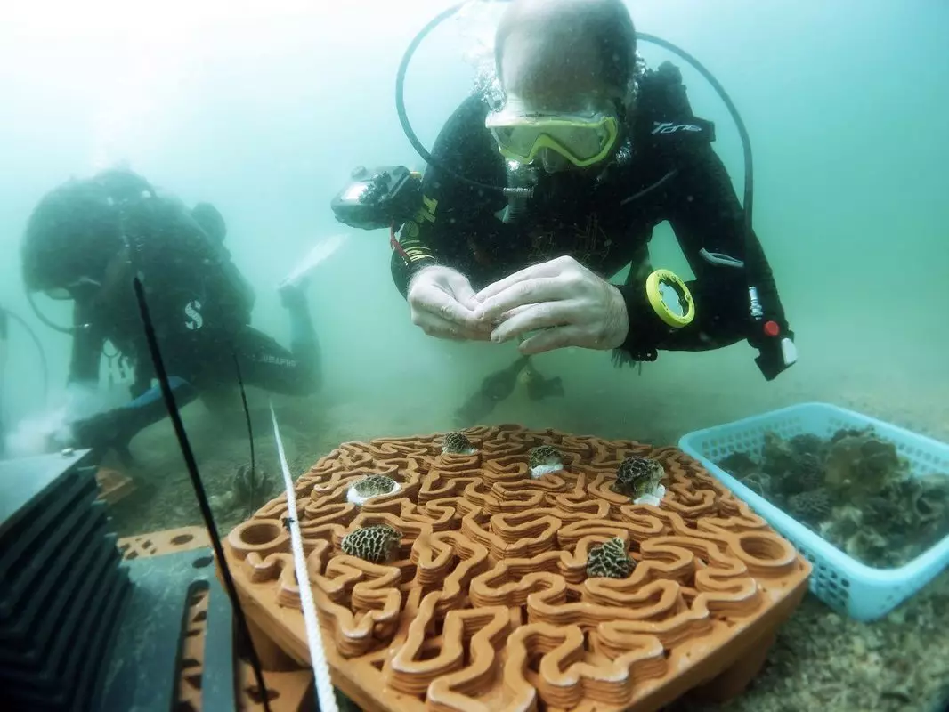 Til að vista Coral Reefs á 3D prentara prentað sérstökum leirflísum