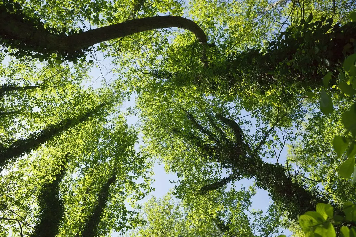 Samurijas mežs: krievu dabas brīnums