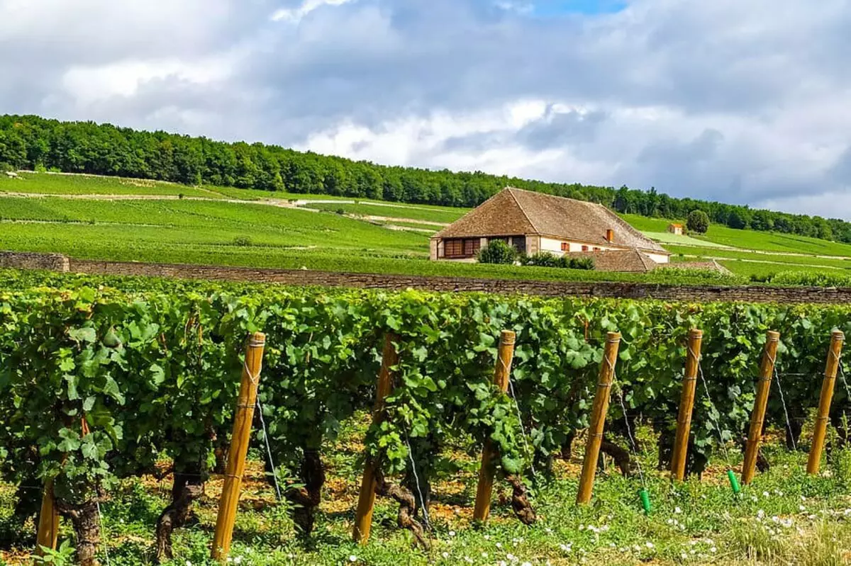 Francaj Winemakers kolektis la plej fruan rikolton ekde 1556