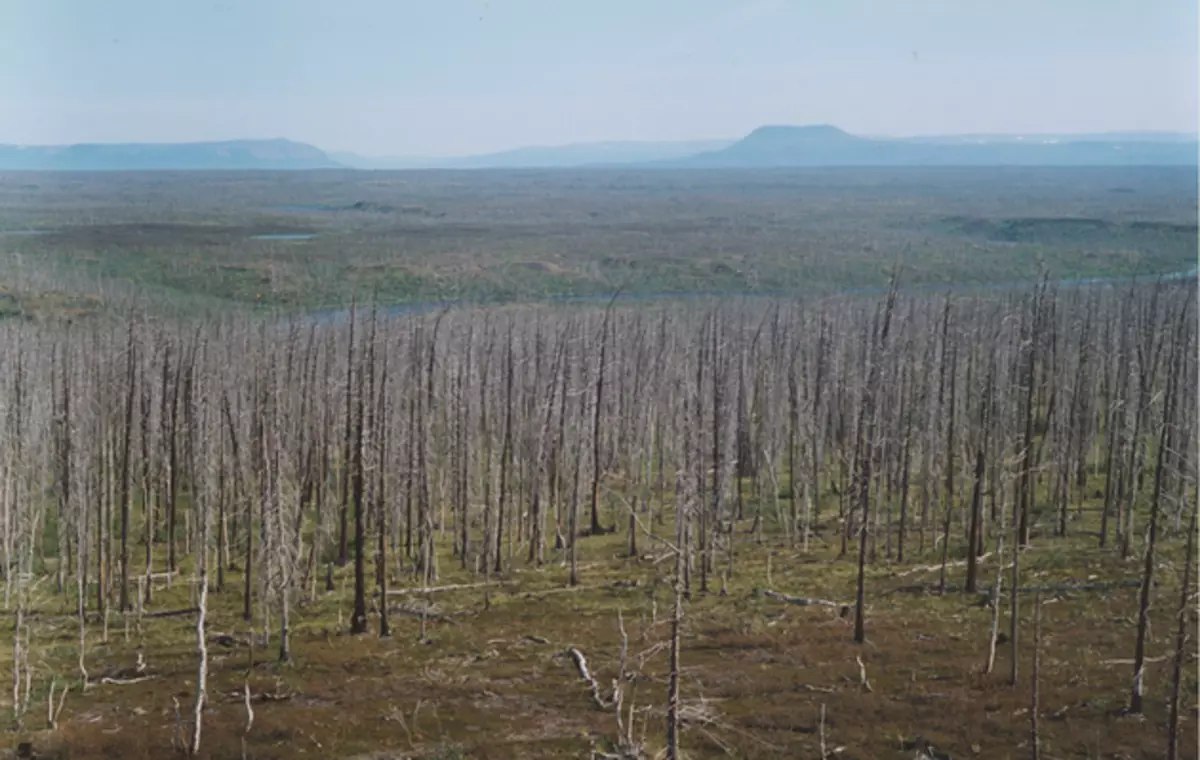 2. الغابات الميت في منطقة القطب الشمالي. photo.png الأرشيف.