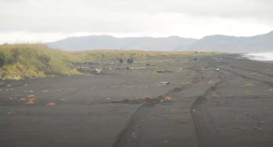 과학자들은 Kamchatka의 환경 재해의 자연스러운 원인을 주장합니다.