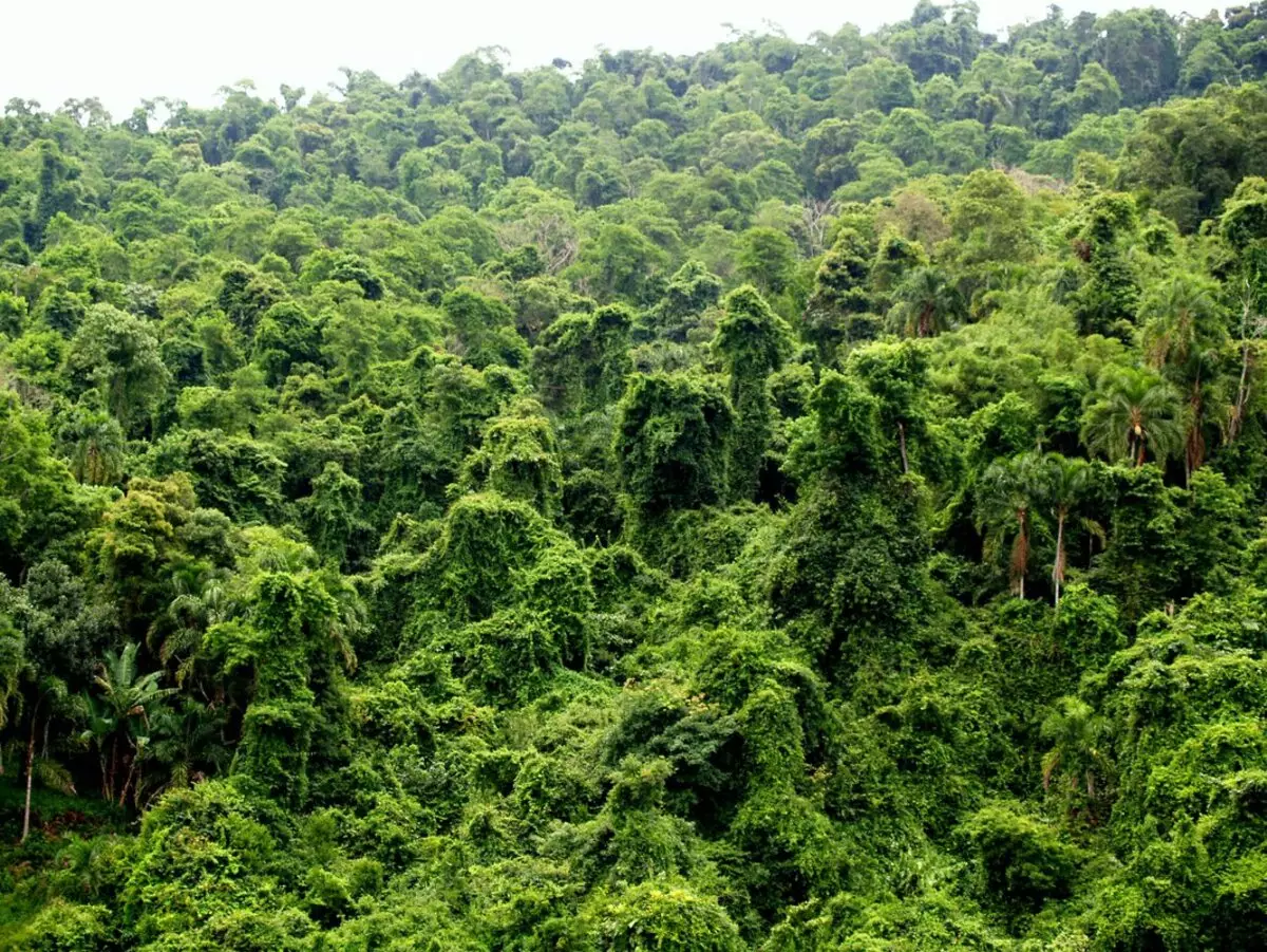 Tropiese woude in Brasilië begin om meer koolstof as om te absorbeer na vore te bring