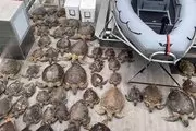 Frälsning av sköldpaddor i Texas