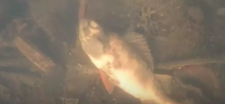 Kernozem'deki SSAN Nehri'nde, tüm balıklar öldü