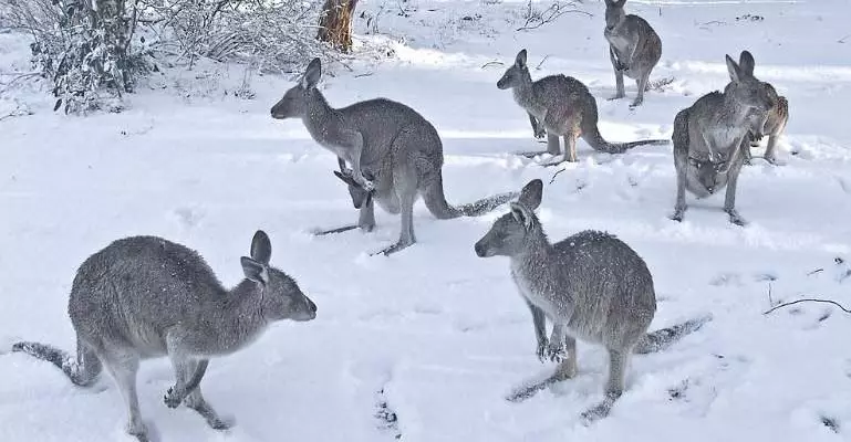 Час ліпити сніговиків: фото і відео з Австралії