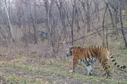 Tiger.jpg。