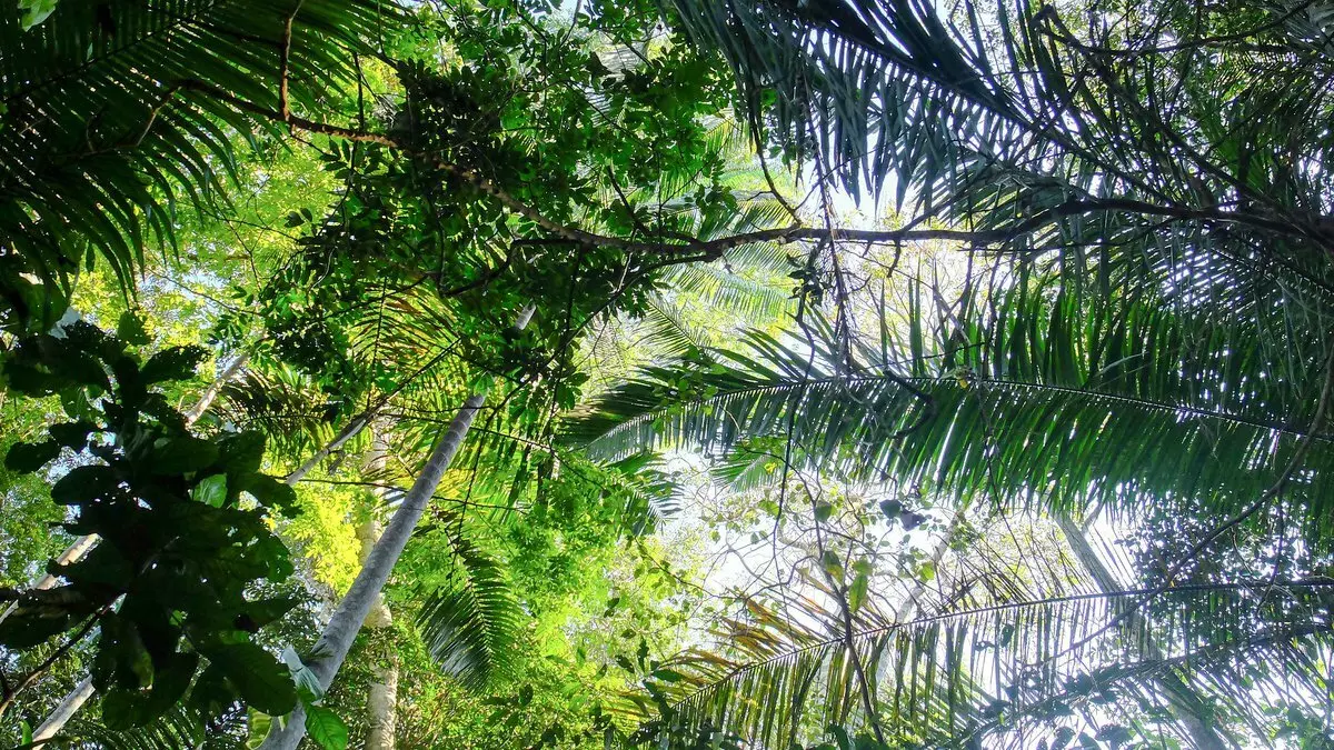 Obim sječe šuma tropskih šuma Brazil rekordna