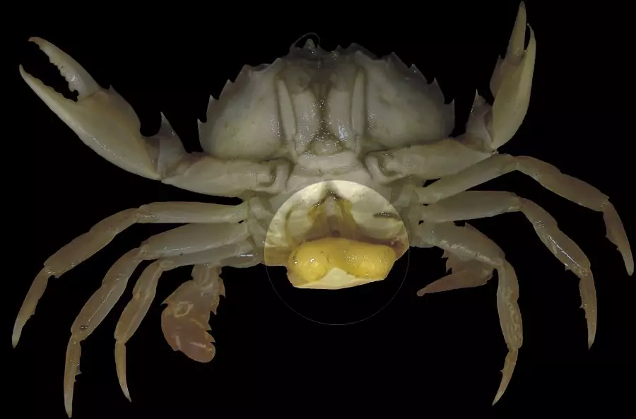 Le crabe mâle se transforme en une femme en raison d'un cancer parasitaire de sakkuline