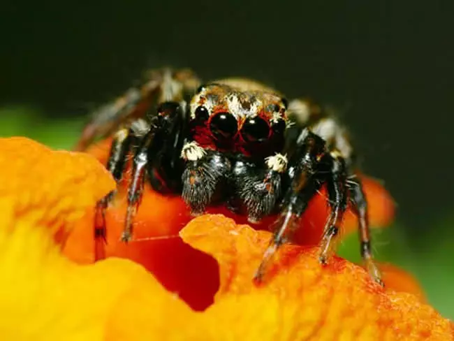 Afrikkalainen hämähäkki-vampyyri elintarvikkeiden veren nisäkkäät