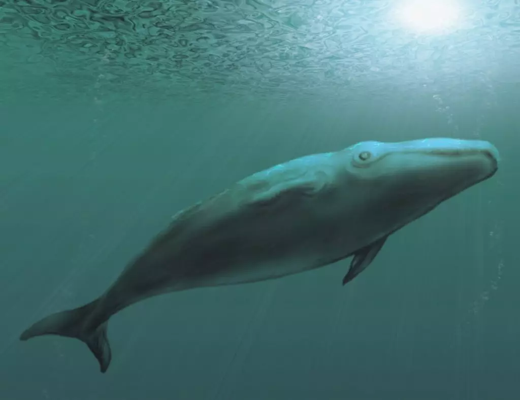 สุสานของปลาวาฬ 11 ล้านปีพบในคาบสมุทร Kerch