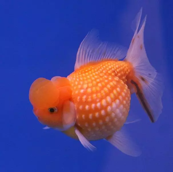 Goldfish wyróżniają muzykę klasyczną