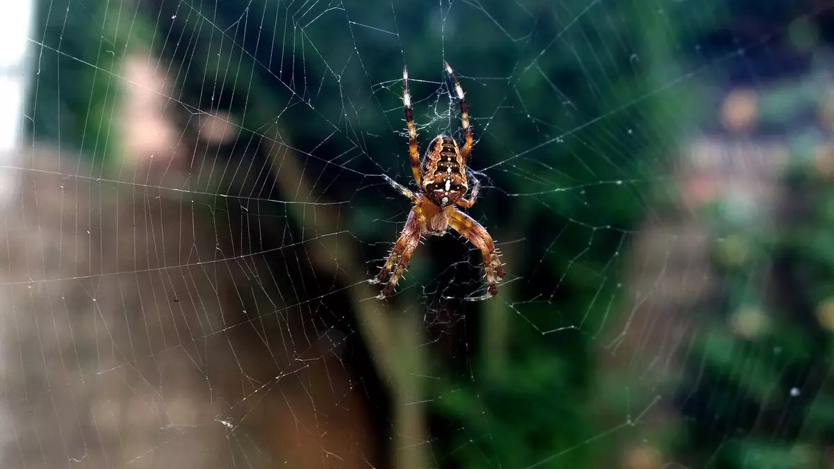 恐懼在我們的基因奠定了蜘蛛