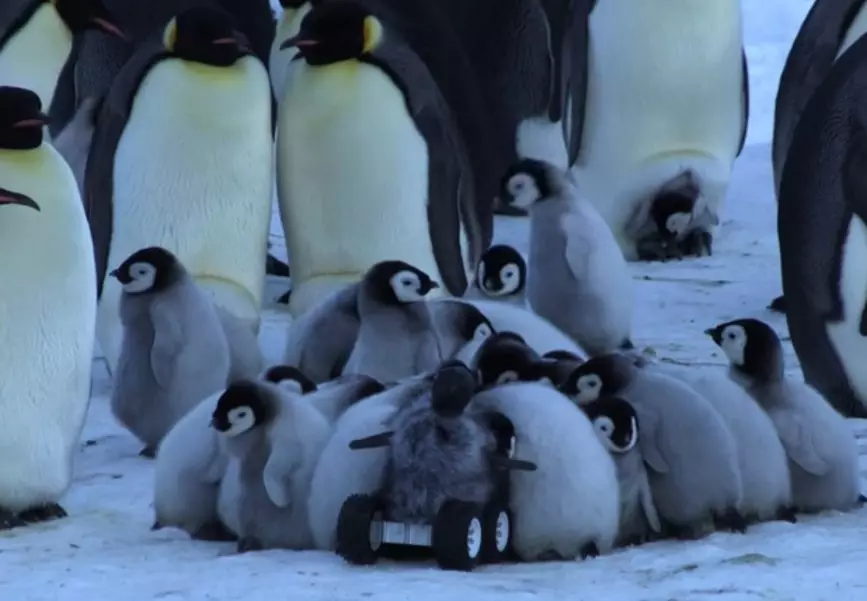 Пингвинҳо ҷосусиро ҷосусӣ карданд