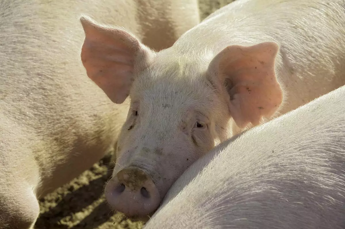 Pigs are as smart as dogs, dolphins and primates