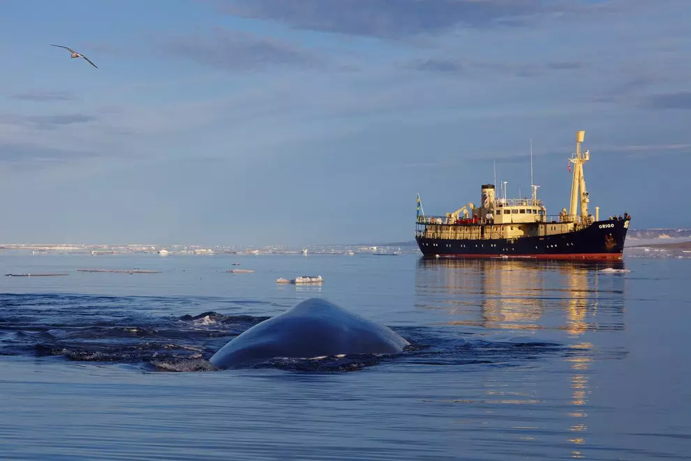 Vídeo: que parece o corazón da balea azul