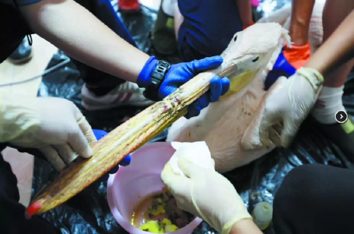 Beak fun Pelican tejede lori a 3D itẹwe