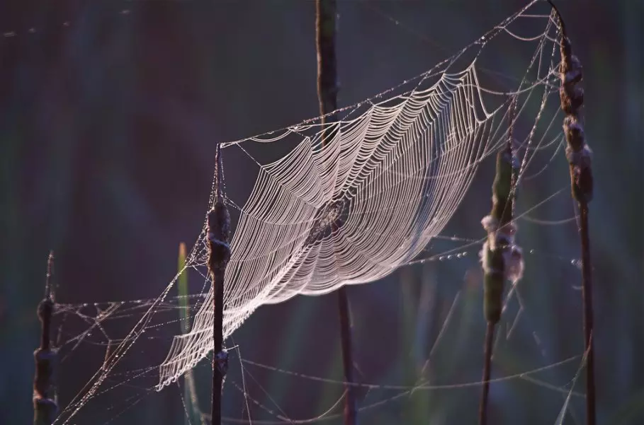 Scientists have learned the secret of the strength of the cobweb
