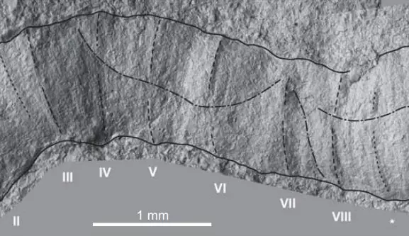تحت أورينبورغ العثور على بقايا سن دودة أنبوب ما يقرب من 250 مليون سنة