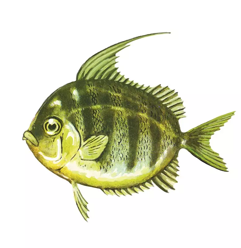 Peixes antigos nomeados despois do National Geographic