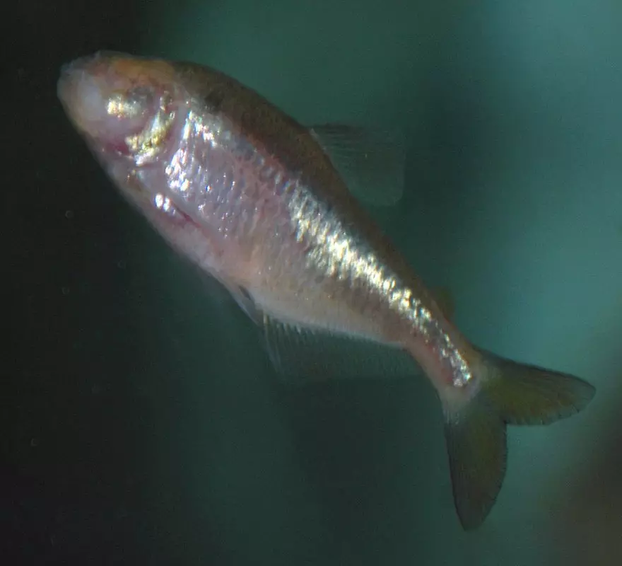 આંખો stoy: ગુફા માછલી શા માટે દૃષ્ટિ ગુમાવી