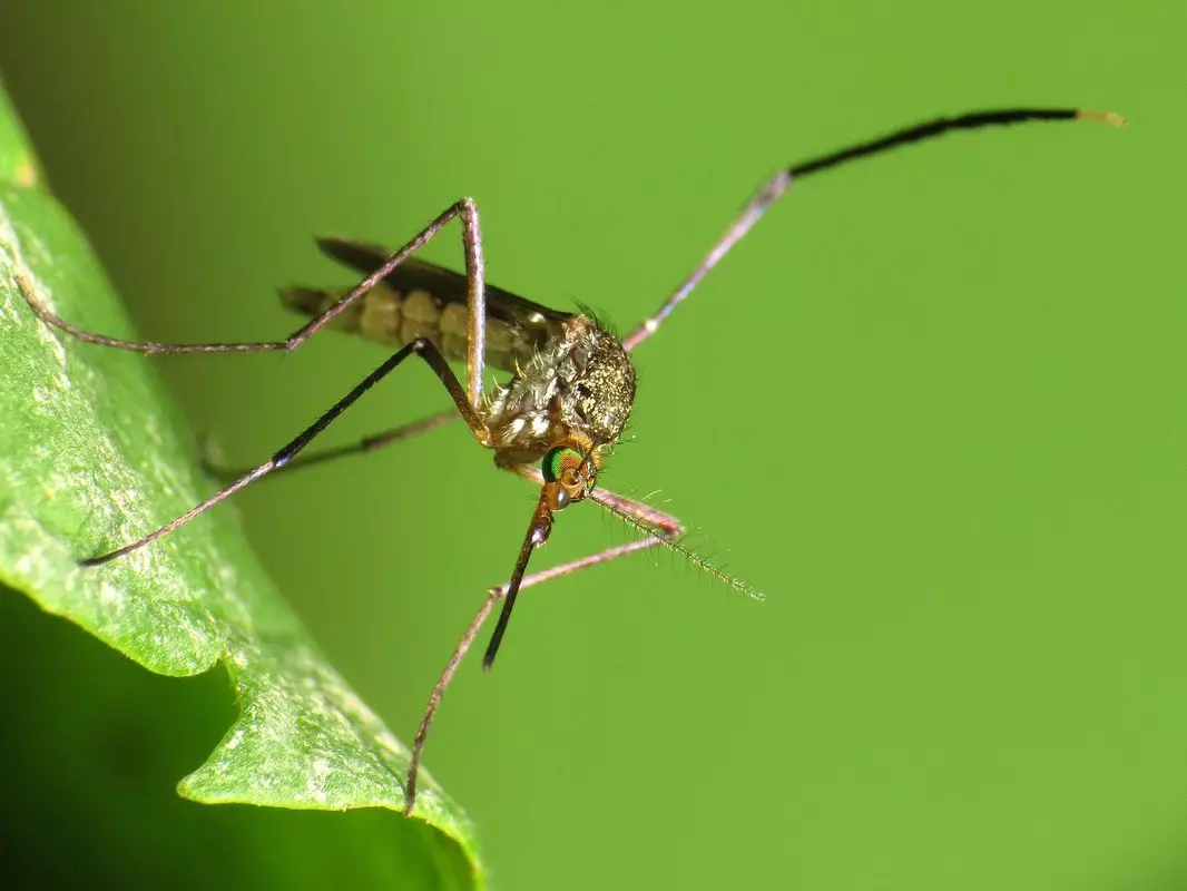 Il-virus ta 'Zika jista' jikkawża sindromu ta 'Guienen-Barre