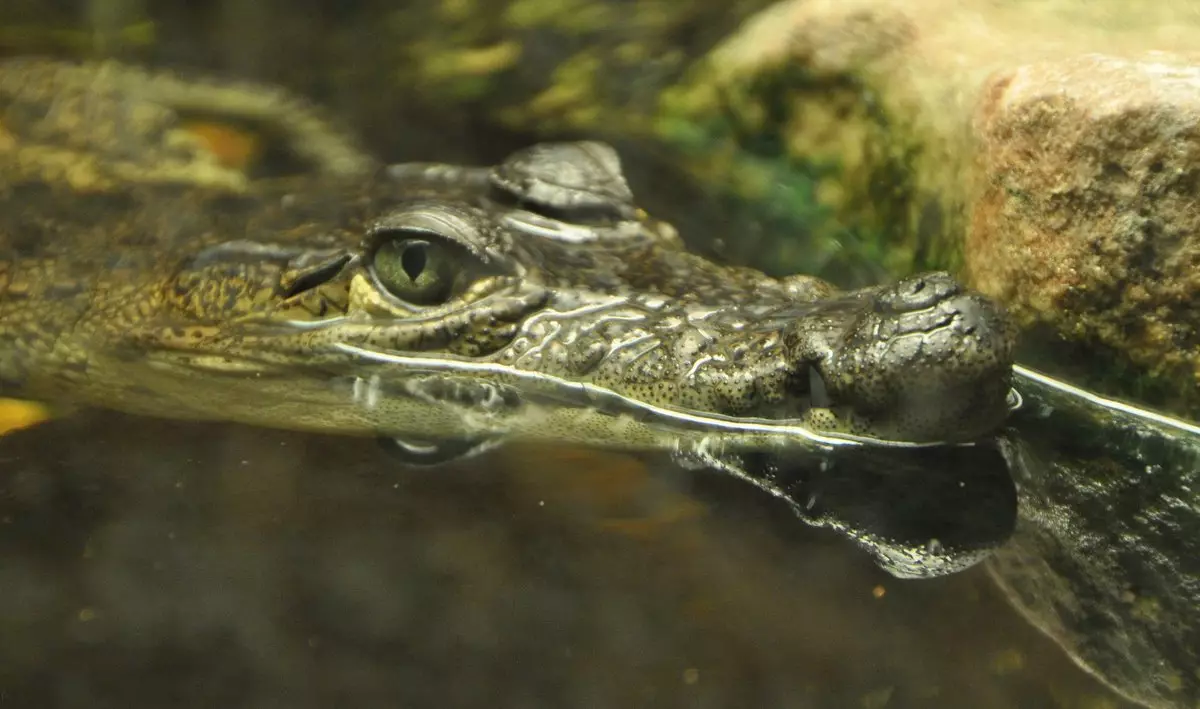 Учени ловят крокодил: видео