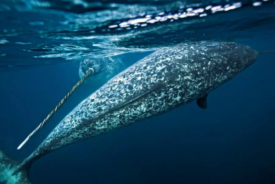 Τα πιο σπάνια θαλάσσια θηλαστικά