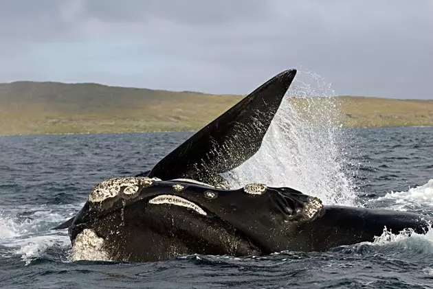 Prin_dna_fingerprinting_that_souther_right_whales_are_now_migrating_once_again_from_sub-antarctic_islands_to_their_ancestral_calving_grounds_on_the_mainland_of_new_zealand.jpg.