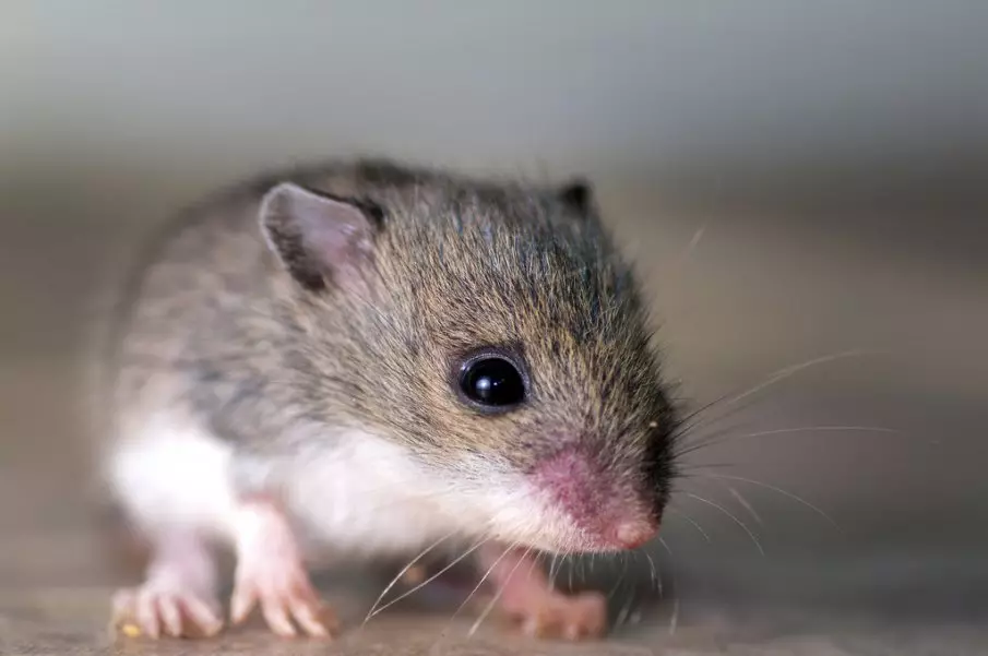 Os científicos dos homes asustan as ratas de laboratorio