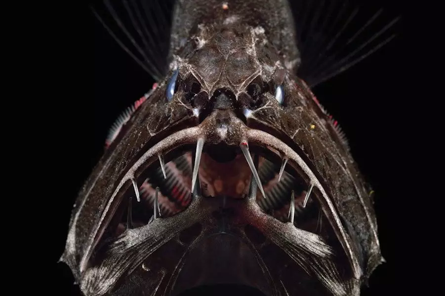 긴 legged sabersub : 이빨 물고기의 초상화
