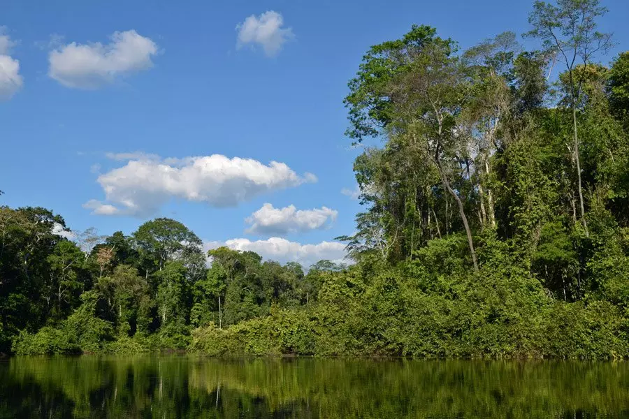 Amazonia වනාන්තර විවෘත බොහෝ නව විශේෂ
