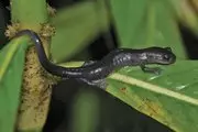 salamander.jpg.