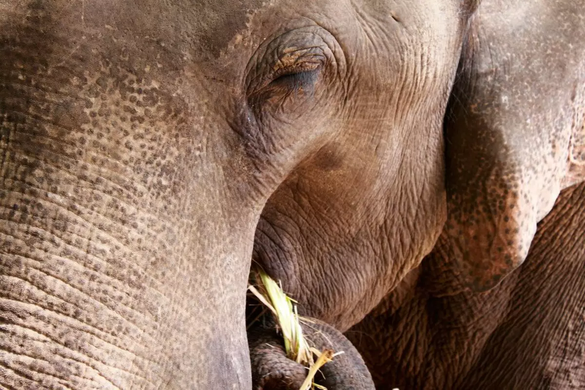 El primer elefant al món amb una pròtesi de cames: de vídeo