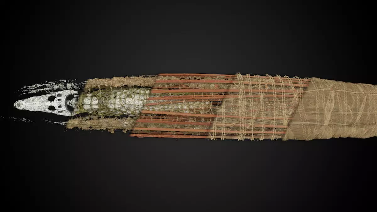 Dviejų krokodilų mumija buvo apsupta 50 kubelių