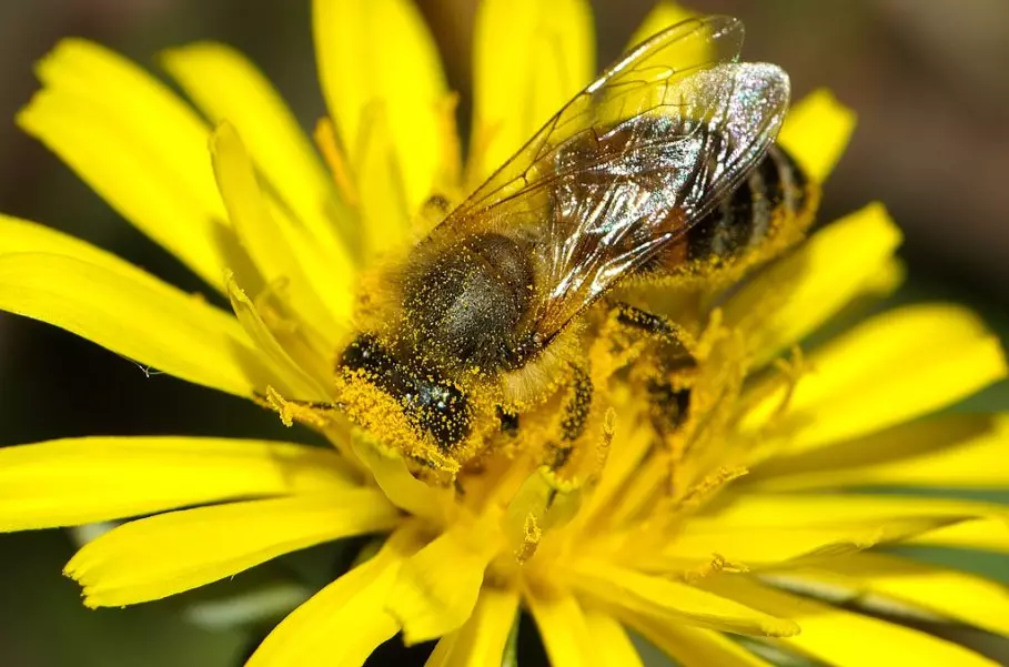 Postao tajna besprijekornu slijetanje pčela