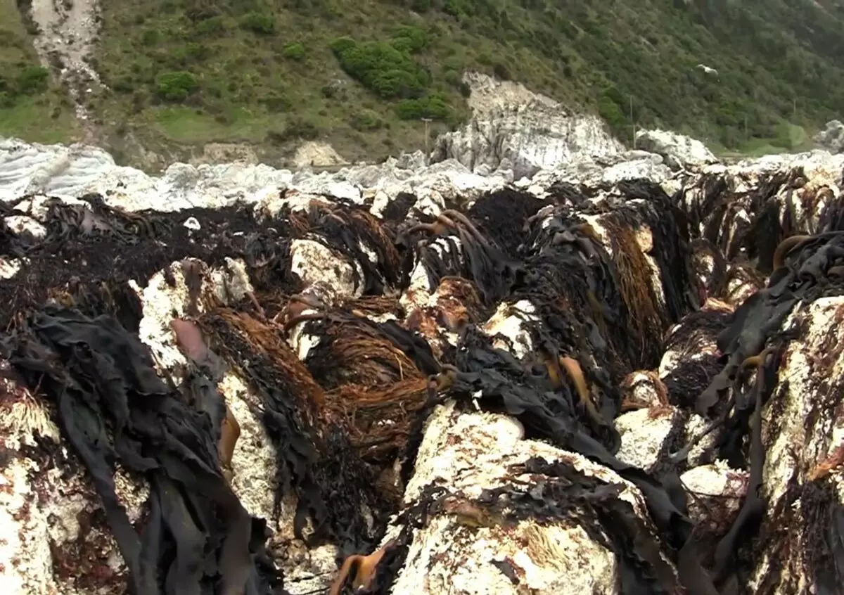 Земетресението в Нова Зеландия направи дъното на океана на земята: видео