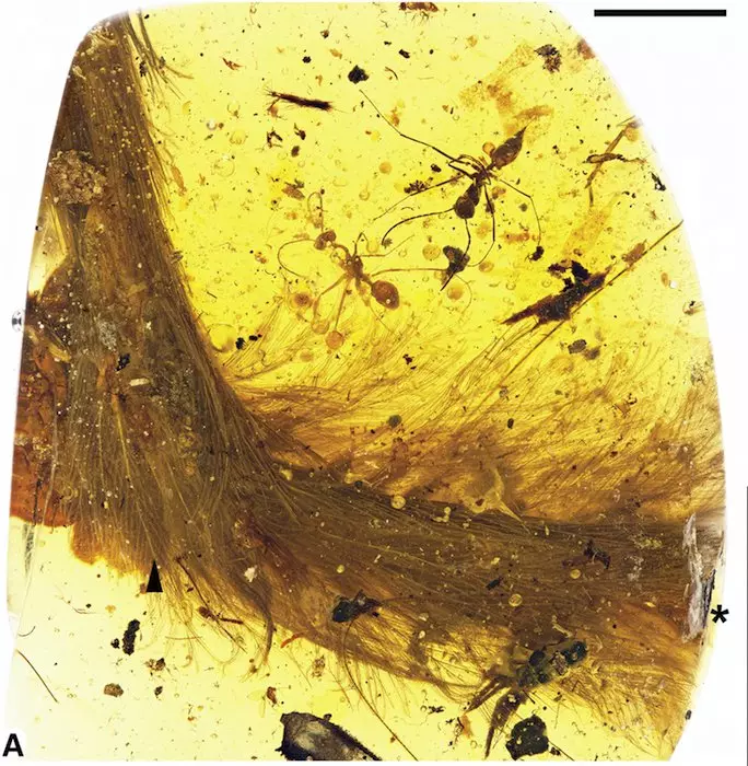 کوک امبر میں ڈایناسور کی دم: نخودکا 99 ملین سال